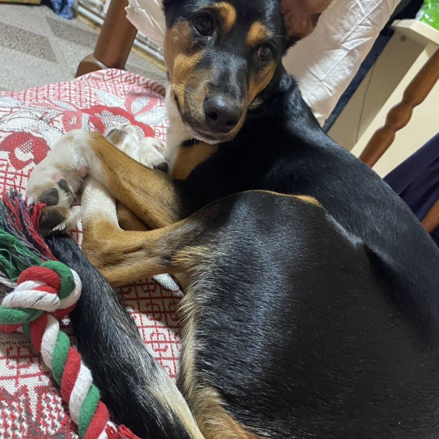 Собака в добрые руки