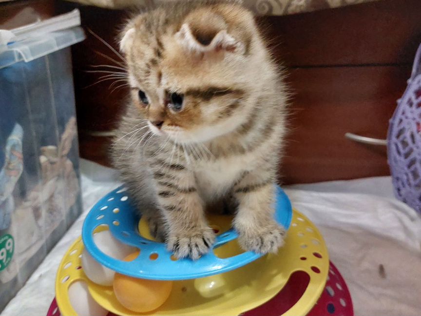 Шотландские котята