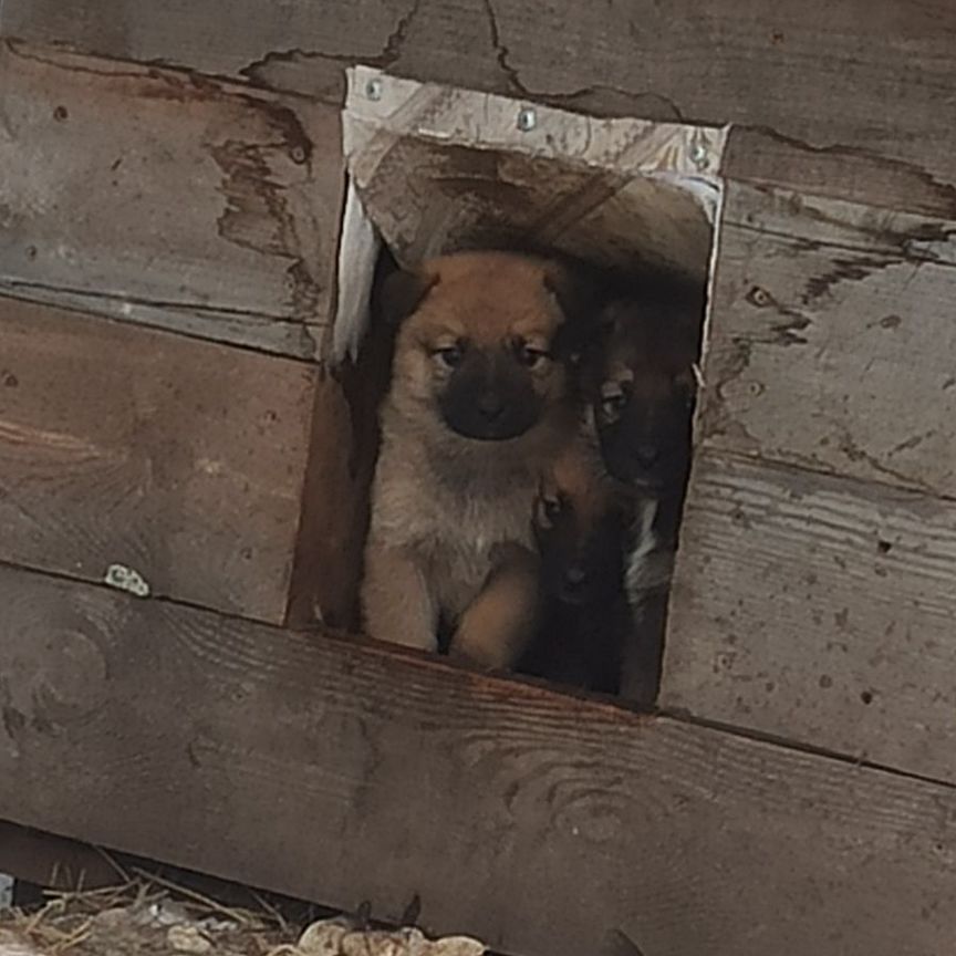 Немецкая овчарка, щенок