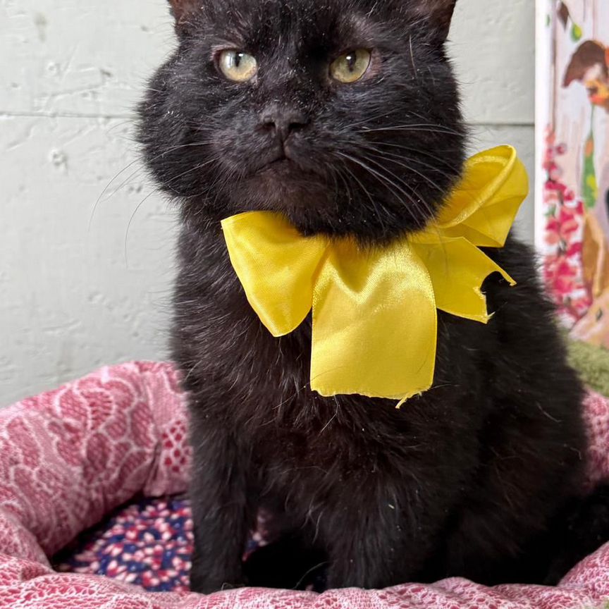 Коты в добрые руки