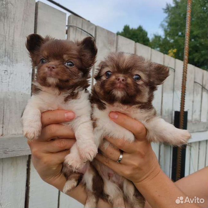 Чихуахуа классная малышня