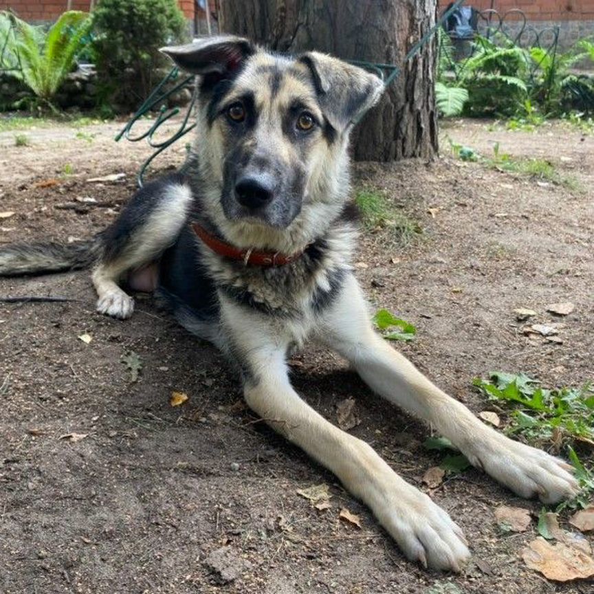 Восточноевропейская овчарка, взрослая собака