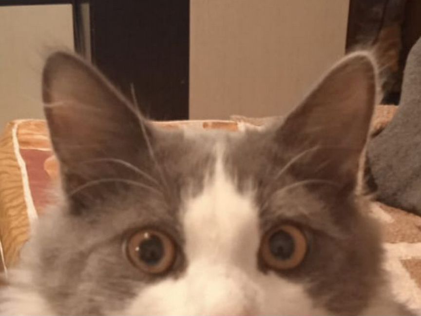 Котенок подпосток