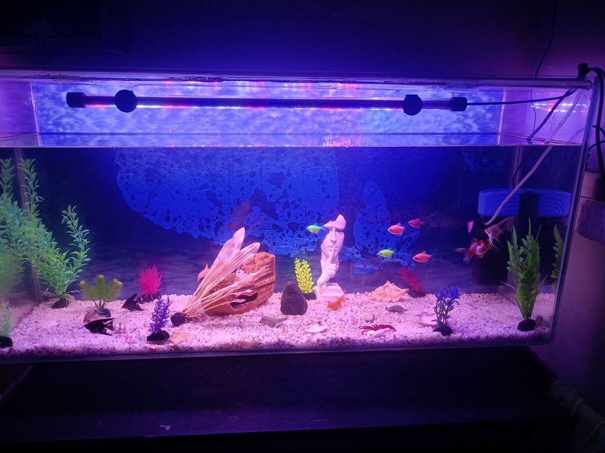 Аквариумные рыбки