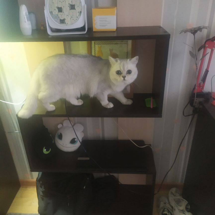 Кошка экзот