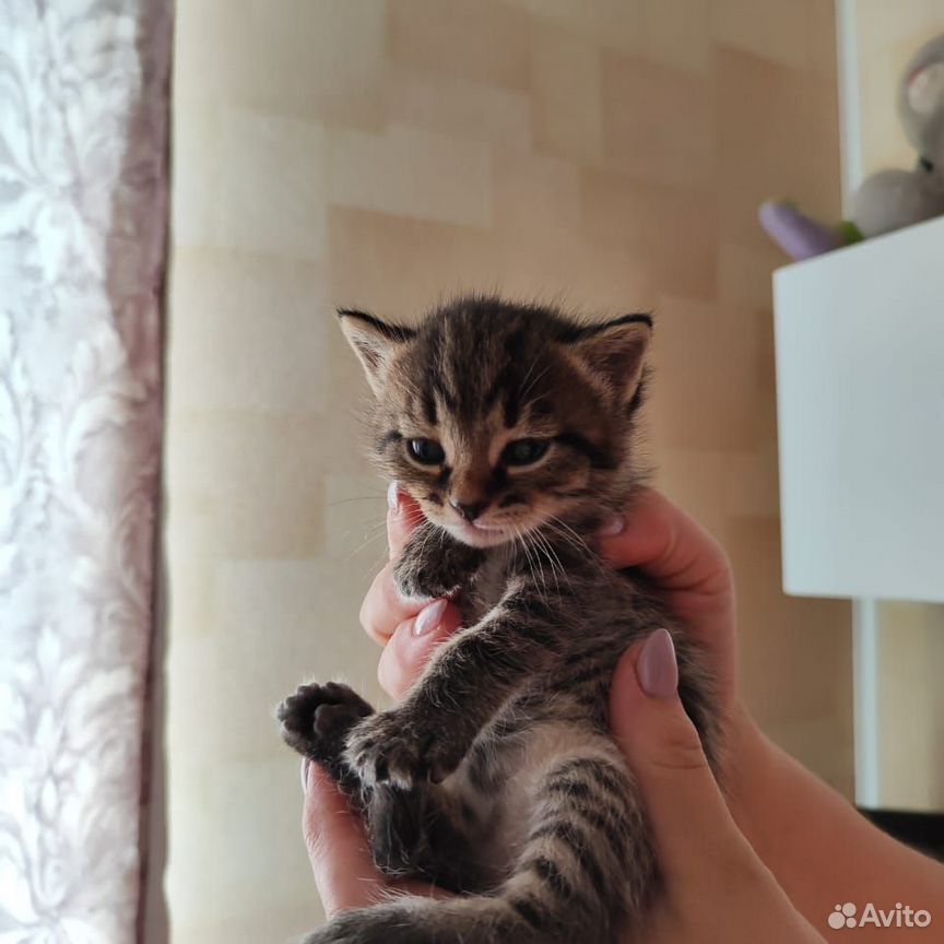 Отдам котят в добрые руки от домашней кошечки