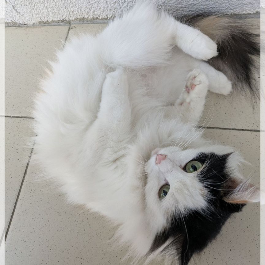 Трехцветная кошка