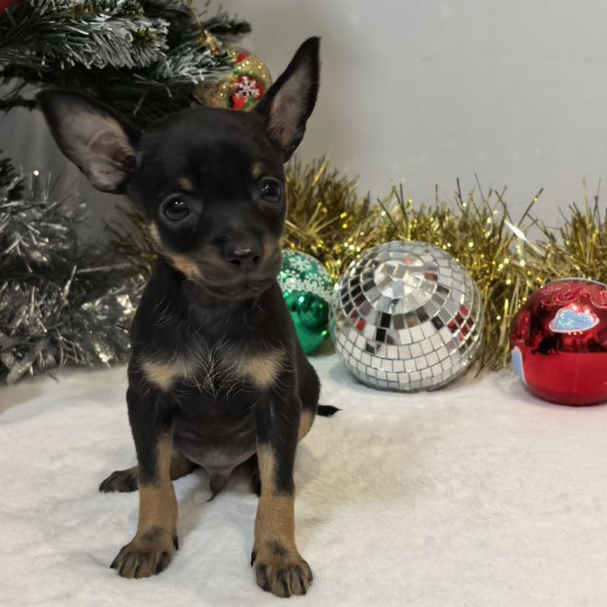 Русский той-терьер, щенок