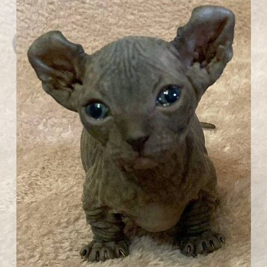 Канадский сфинкс котёнок