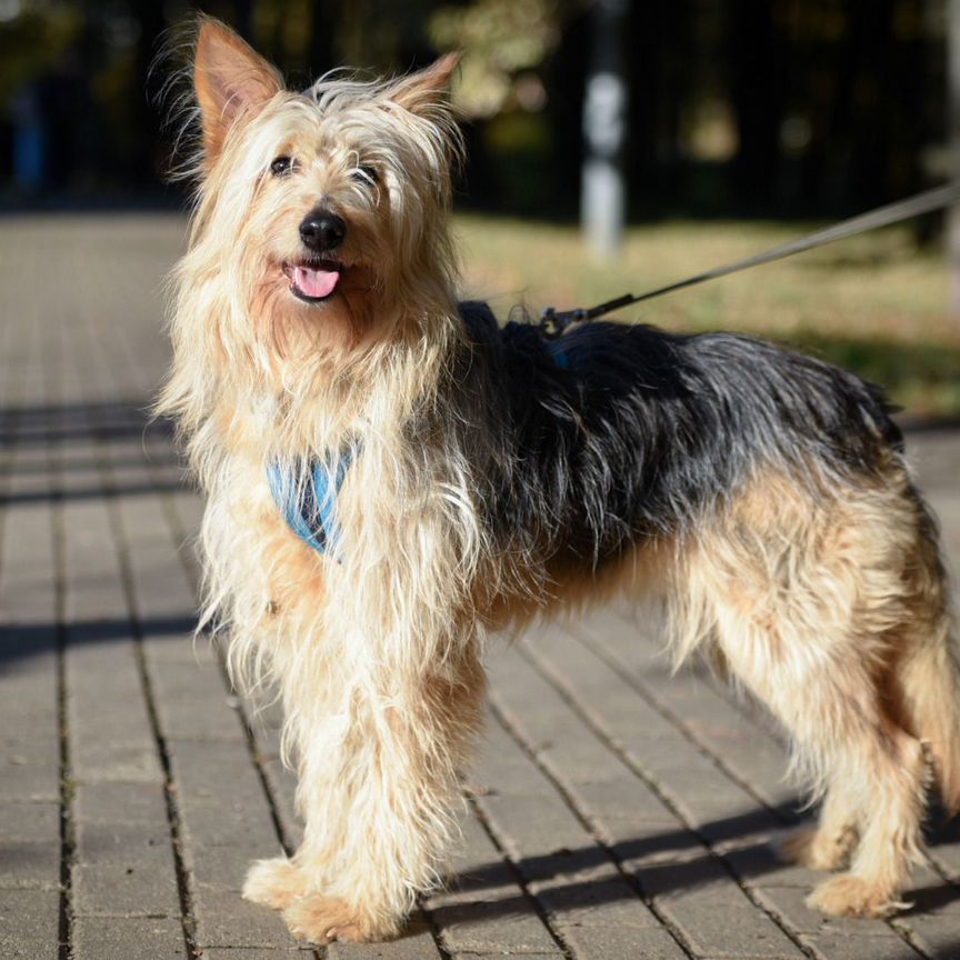 Собака терьер Пэм в добрые руки