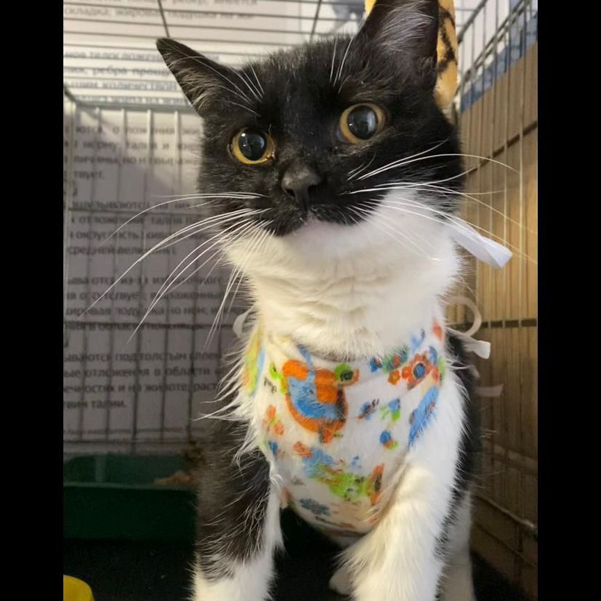 Бонечка, ласковый комочек