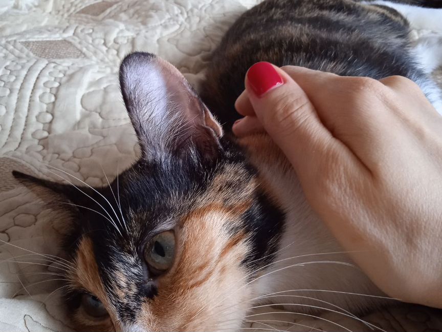 Кошечка ищет дом