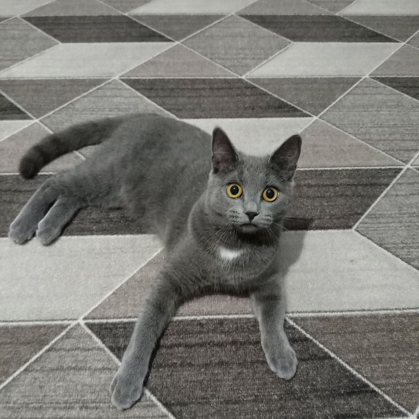 Русская голубая кошечка