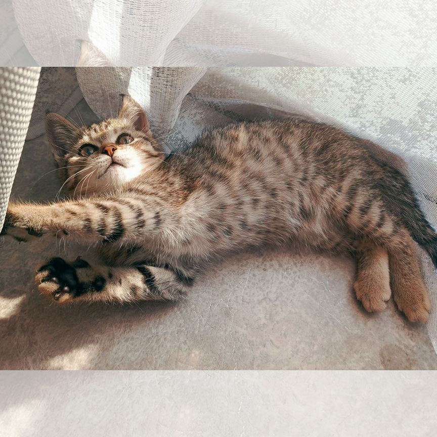 Котёнок в добрые руки