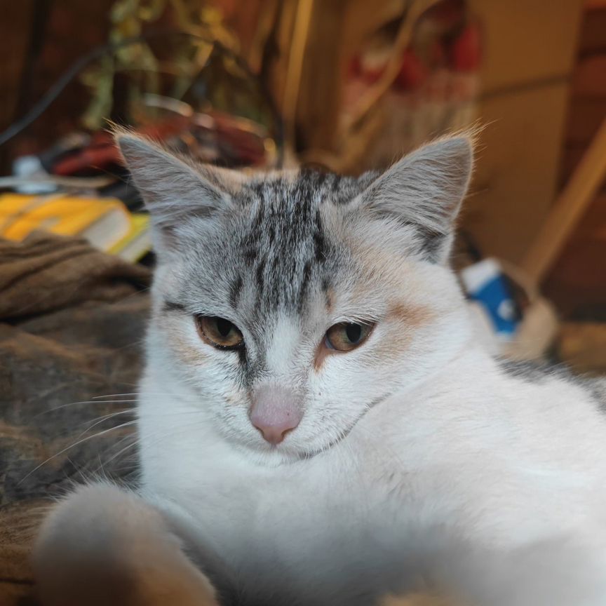 Котейка котёнок девочка котенок девочка