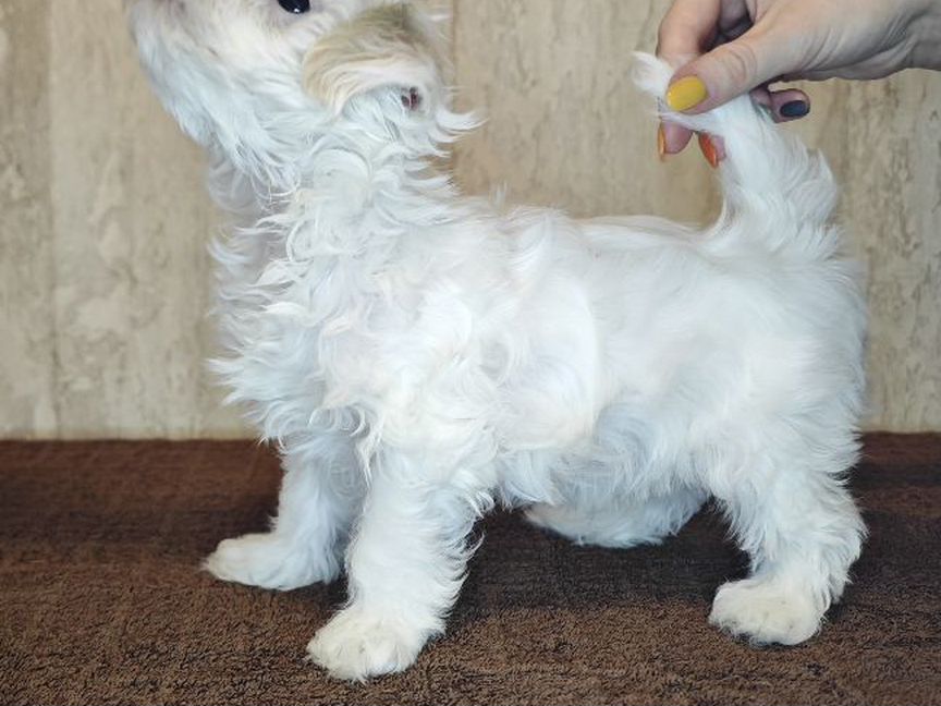 Щенки мальтезе Мальчишки