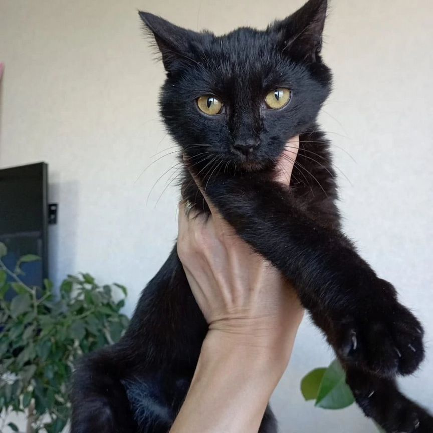 Котёнок ищет дом