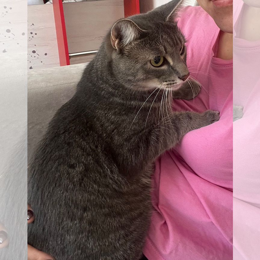 Взрослый кот в добрые руки