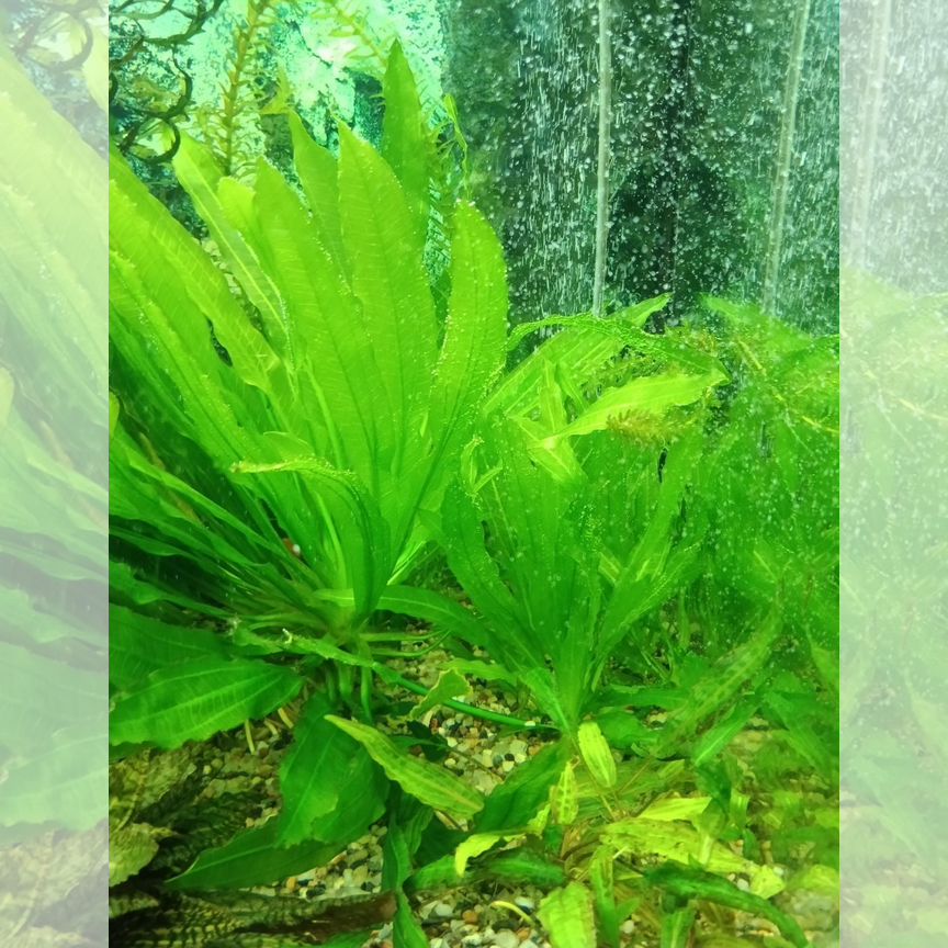 Аквариумное растение Эхинодорус