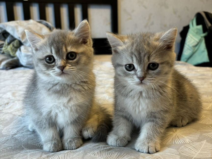 Британские котята