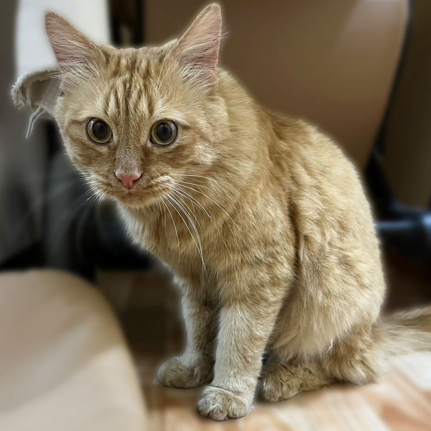Нашелся кот