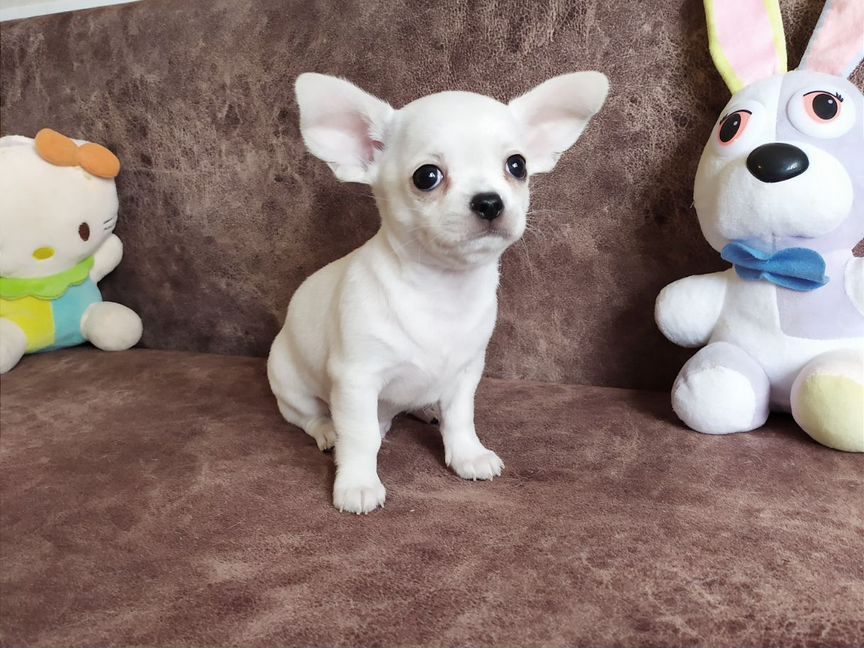 Чихуахуа гш щенки