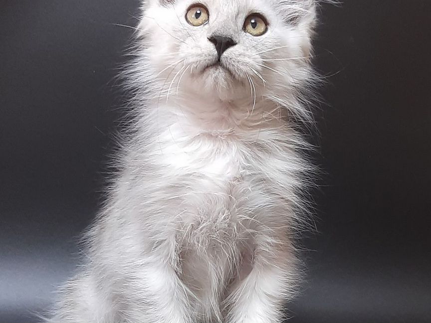 Мейн-кун кот шадед линии