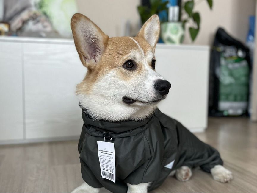 Комбинезон для Корги от DiploDog в цвете Хаки