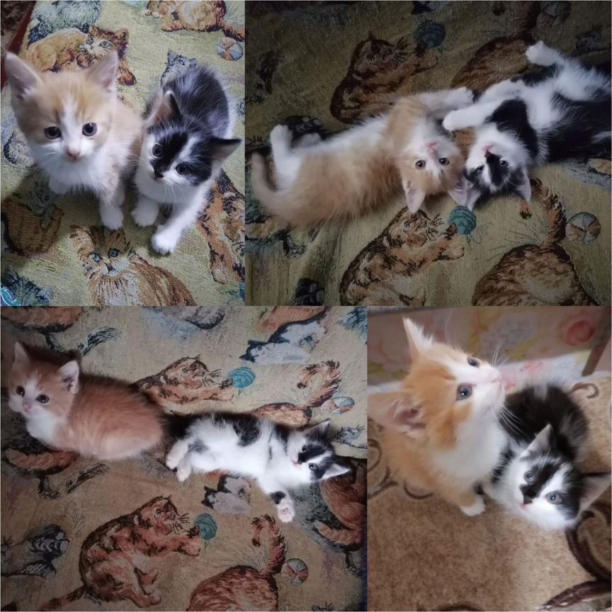 Котята ищут добрые руки