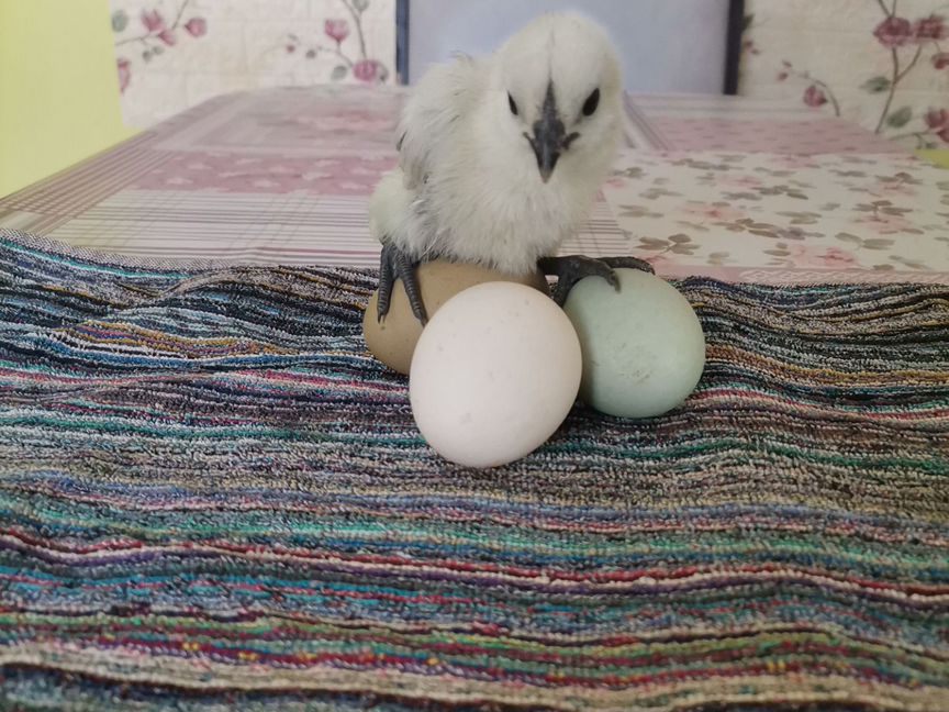 Продажа цыплят