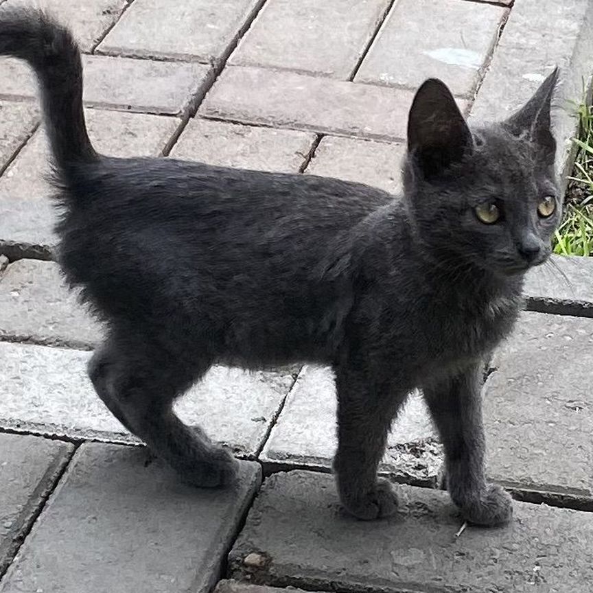 Котёнок в добрые руки