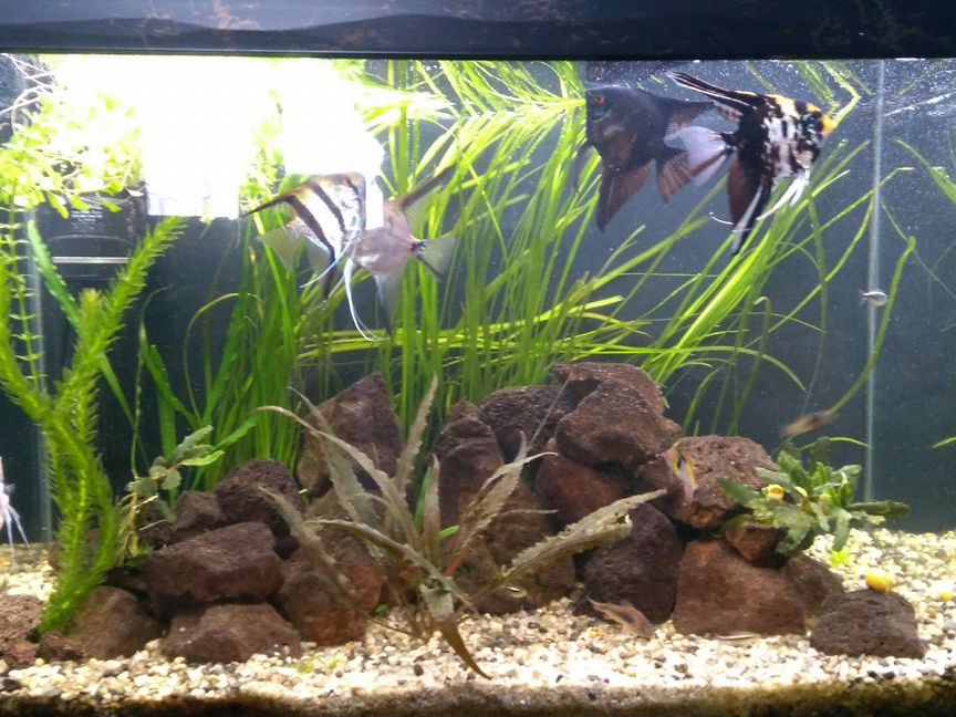 Валлиснерия тигровая