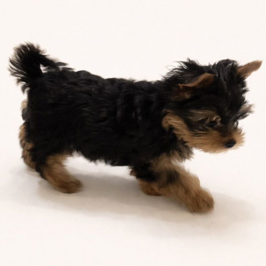 Йоркширский терьер, щенок