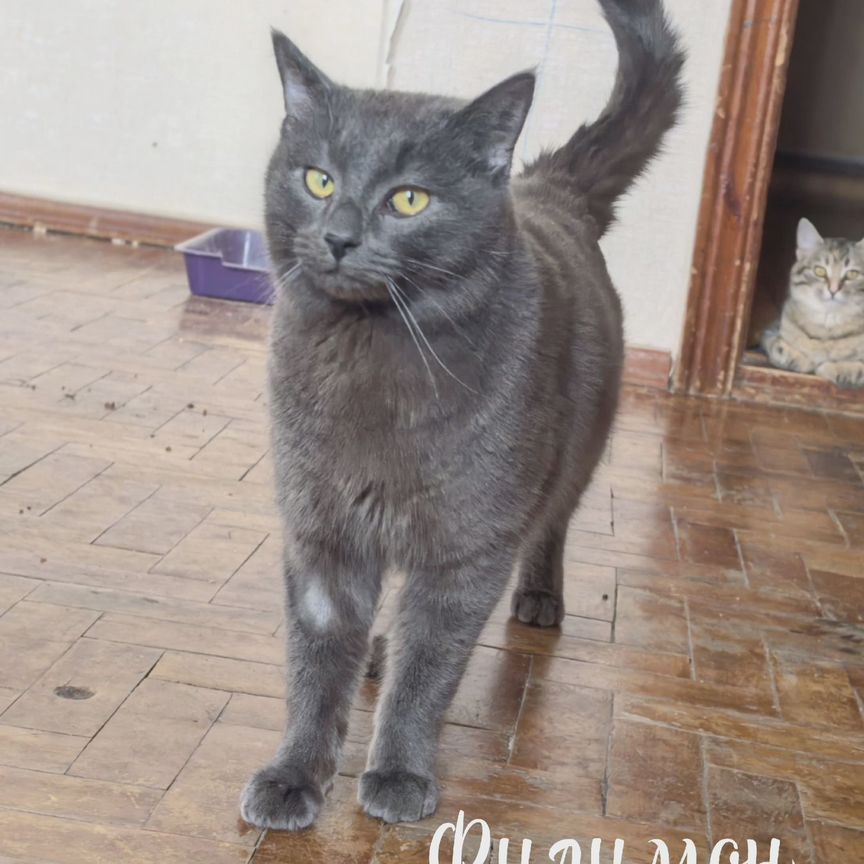 Котик