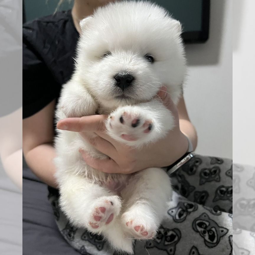 Самоедская собака, щенок