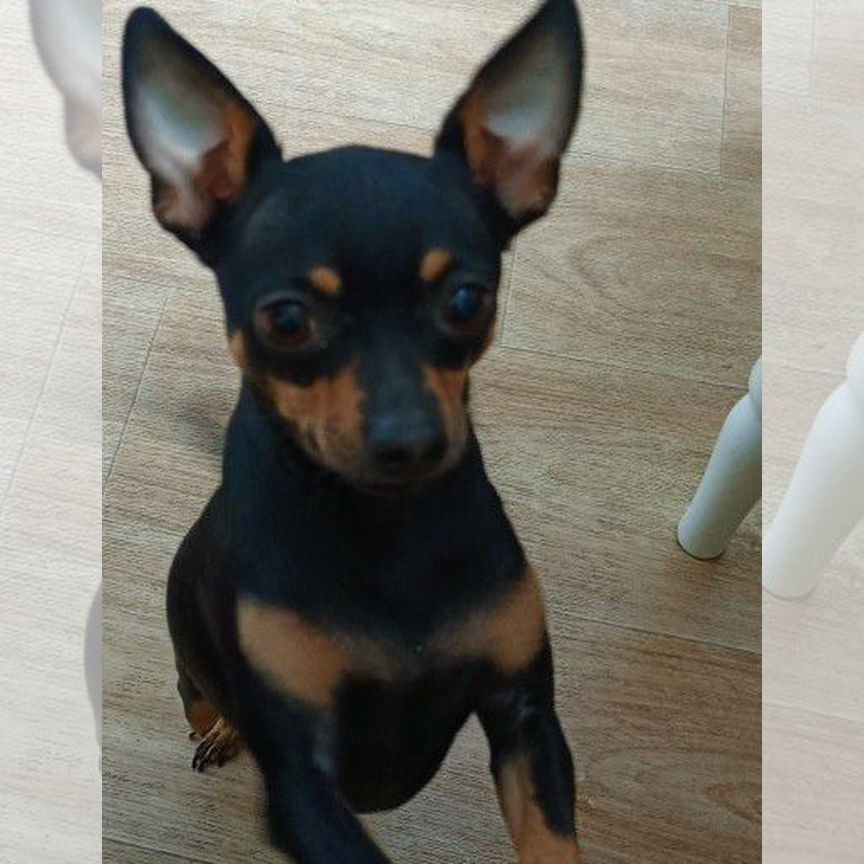 Русский той-терьер, вязка