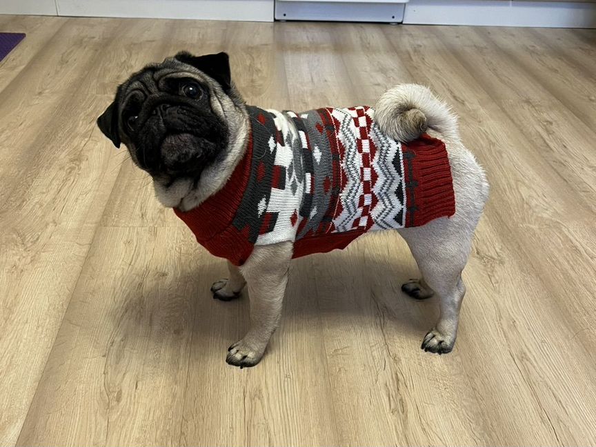 Кофта для собак