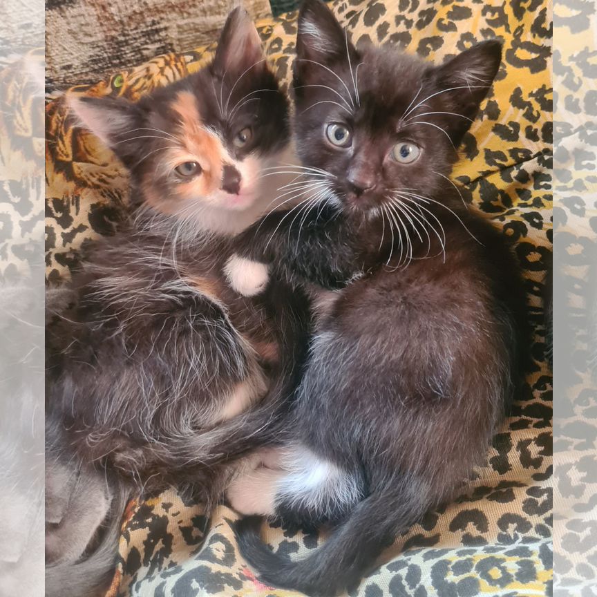 Пристраиваются котята. Находятся пос.Черемшанка
