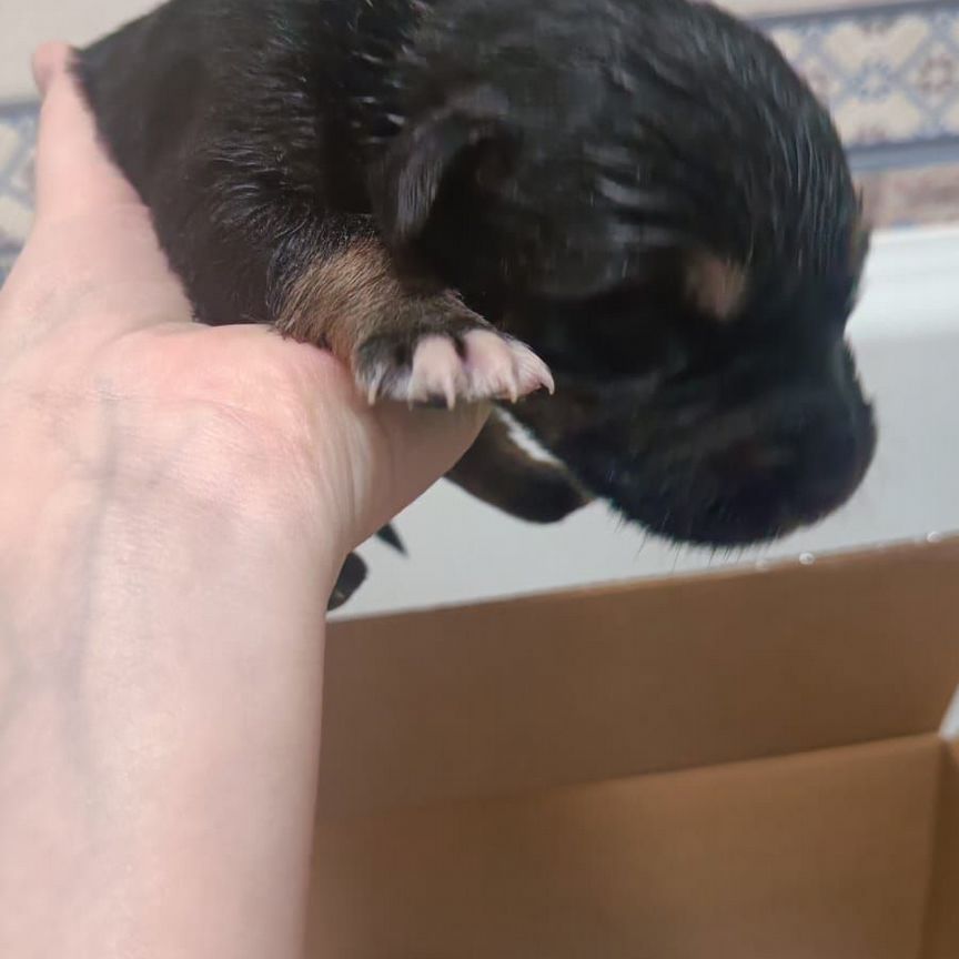 Необходима помощь новорожденным щенкам