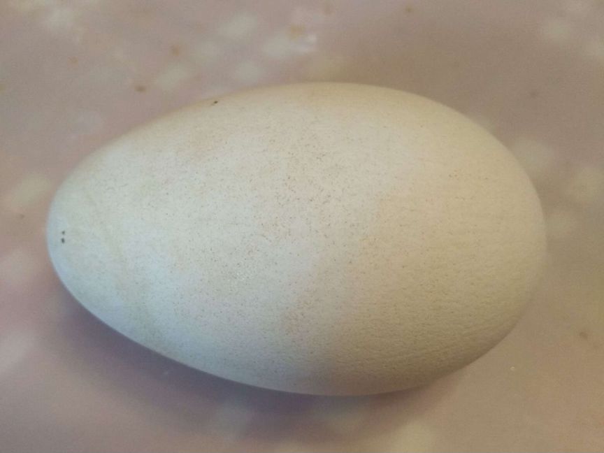 Яйца гусиные инкубационные