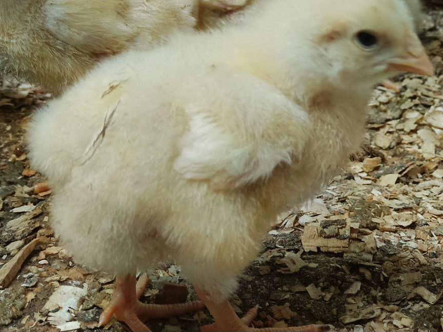 Цыплята, утята