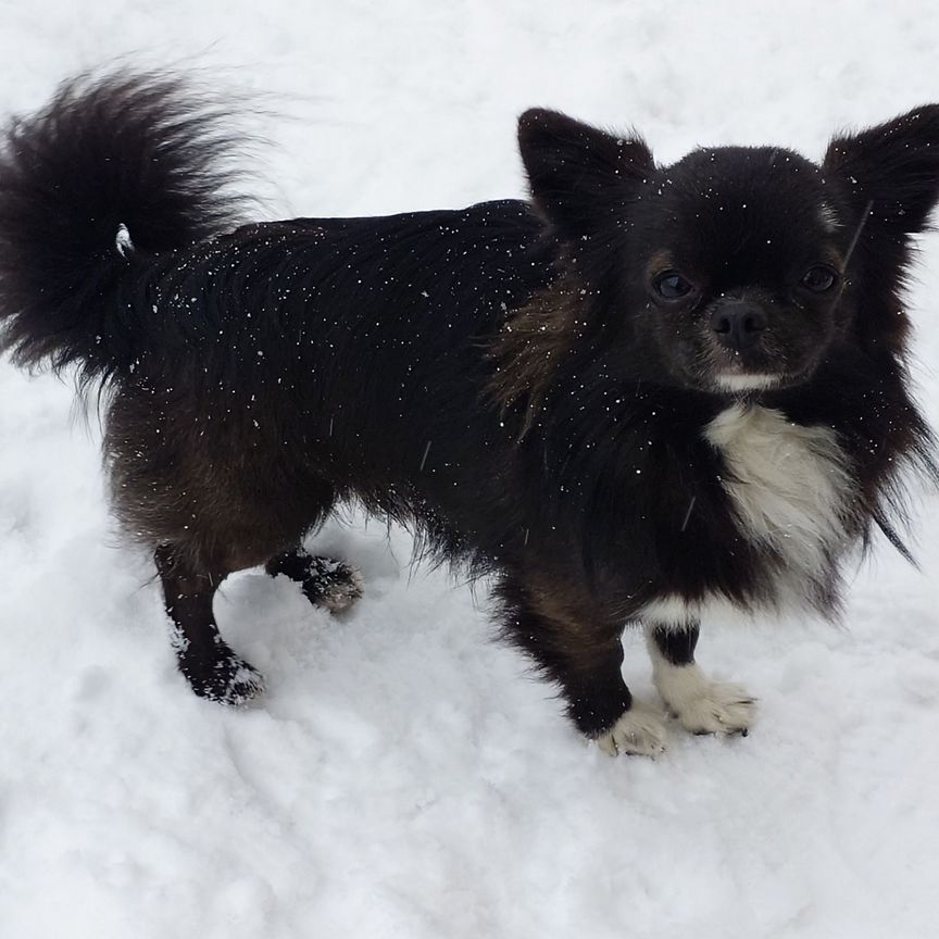 Кобель для вязки чихуа