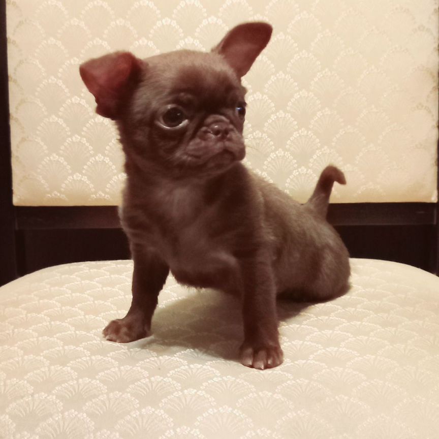 Щенки чихуахуа