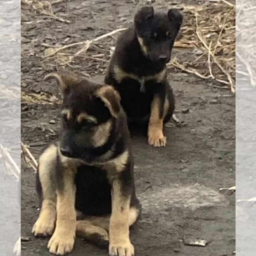 Щенок в добрые руки