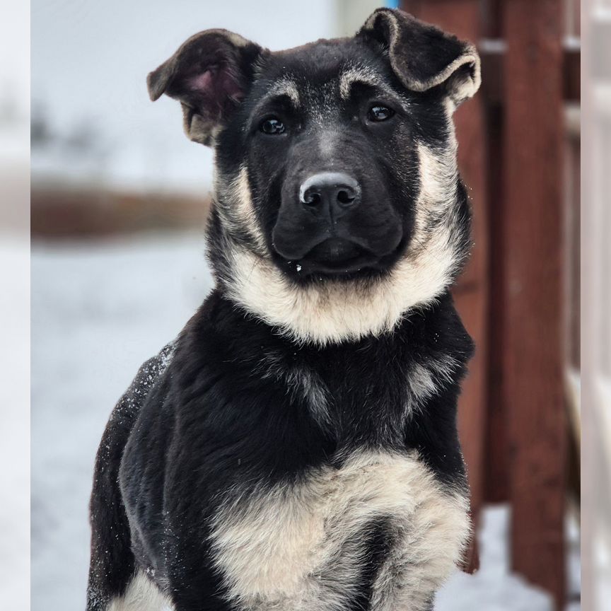 Восточноевропейская овчарка, щенок