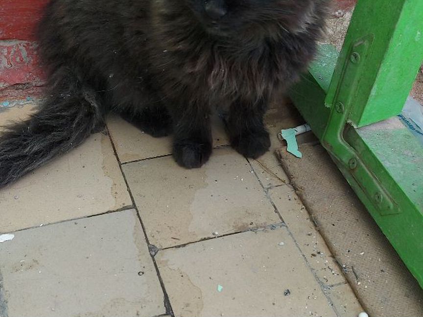 Найдена кошка