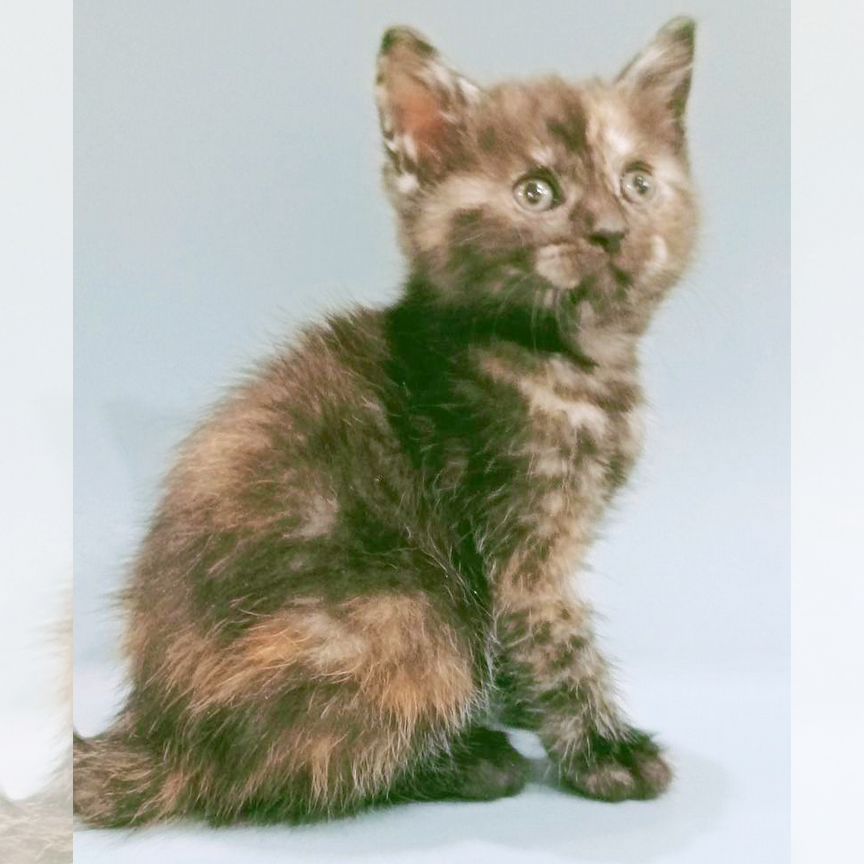 Котята курильский бобтейл