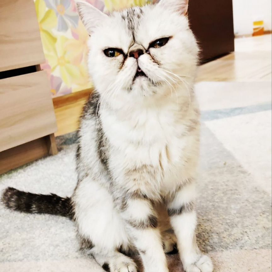 Кошечка экзот