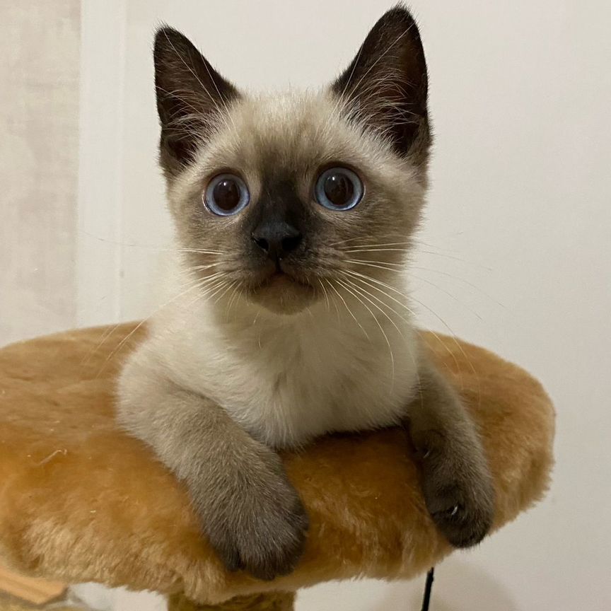 Сиамский котёнок