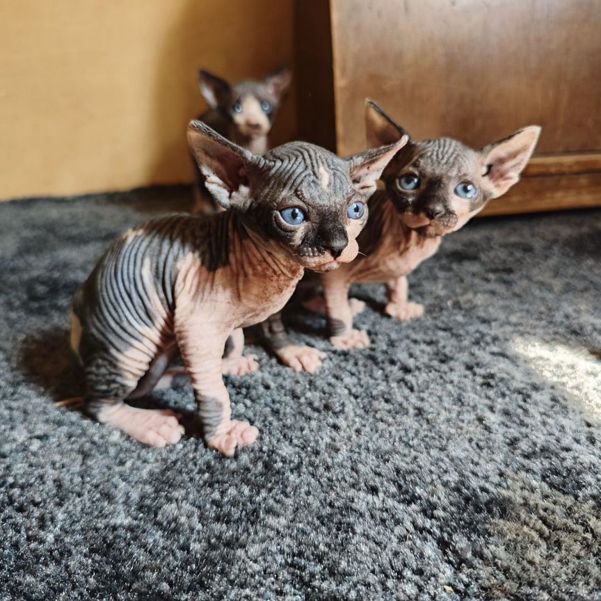Котята канадского сфинкса